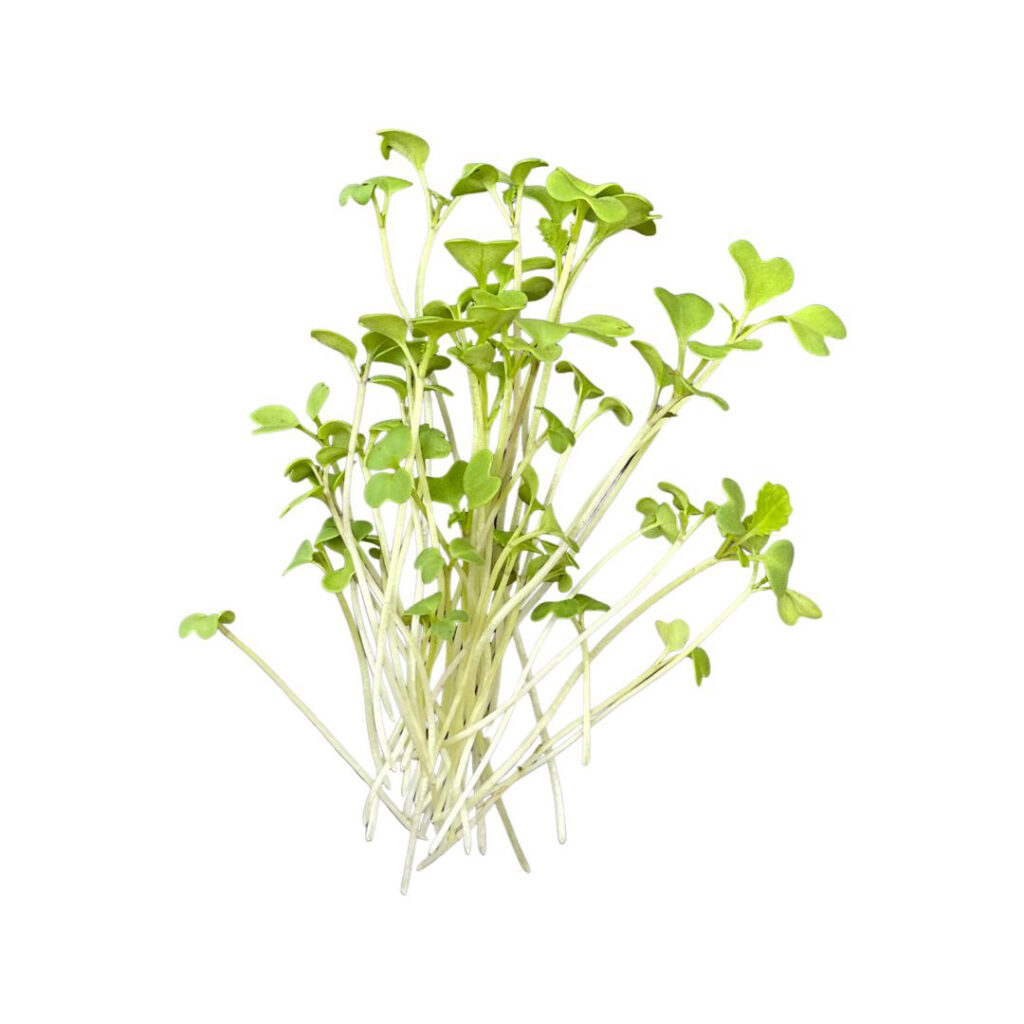 Mustard Microgreens – earthbar.lk